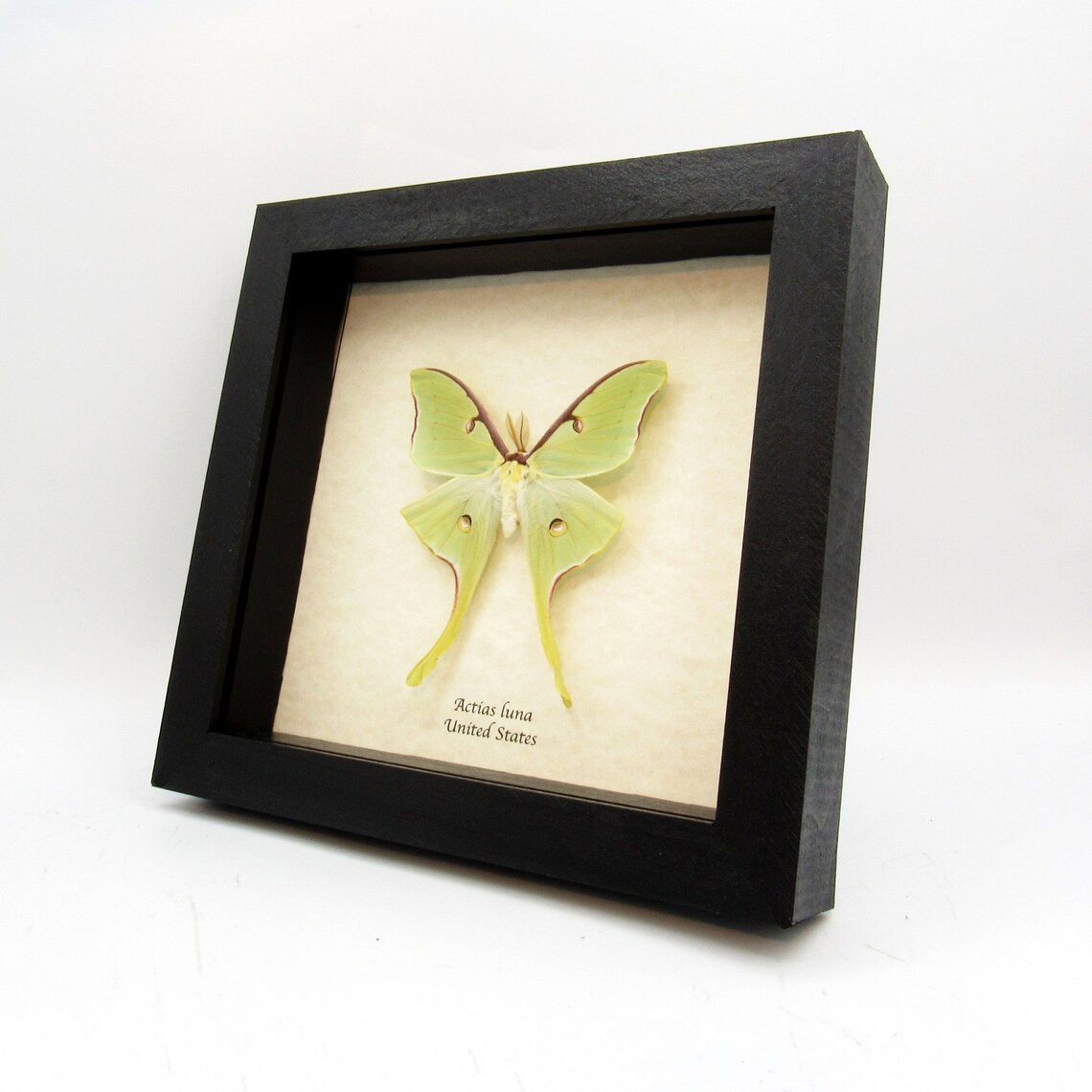 Real Large Luna Moon Moth Framed Taxidermy Actias Luna - Etsy