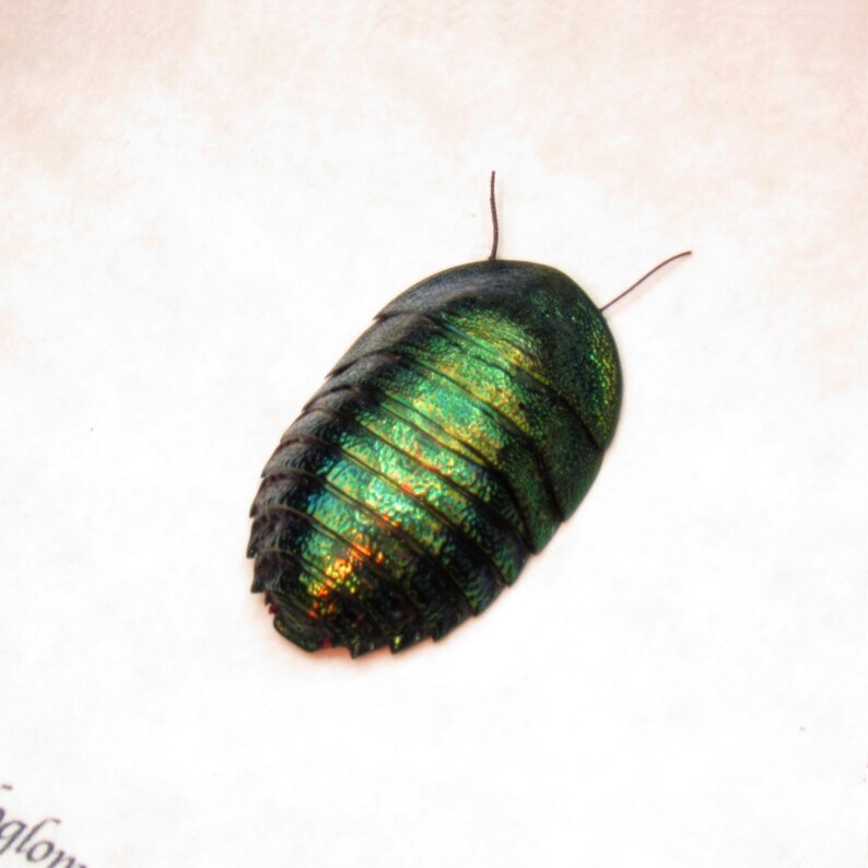 Rare metallic green Cockroach framed Pseudoglomeris | Etsy