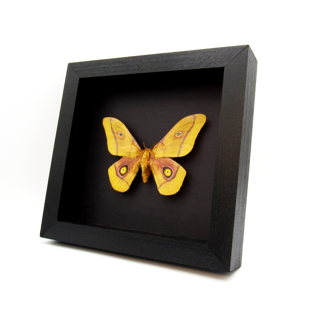 Real Pink Giant Emperor Moth Framed Taxidermy - Nudaurelia Krucki - Etsy