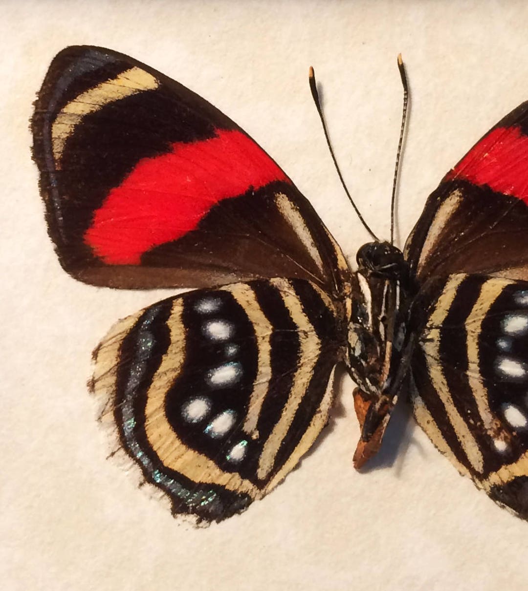 Real Framed Taxidermy Butterfly Callicore Species - Etsy