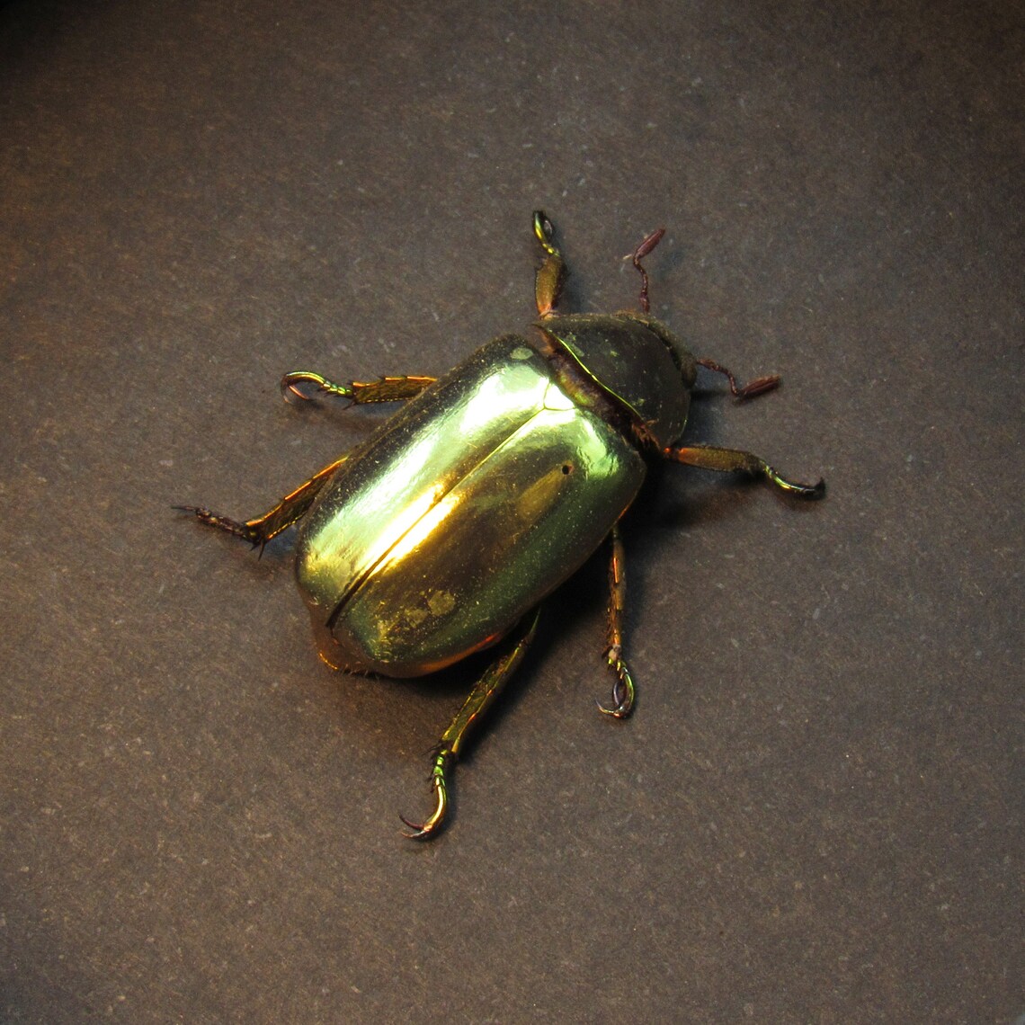 Real Gold Metallic Jewel Beetle Chrysina Resplendens - Etsy