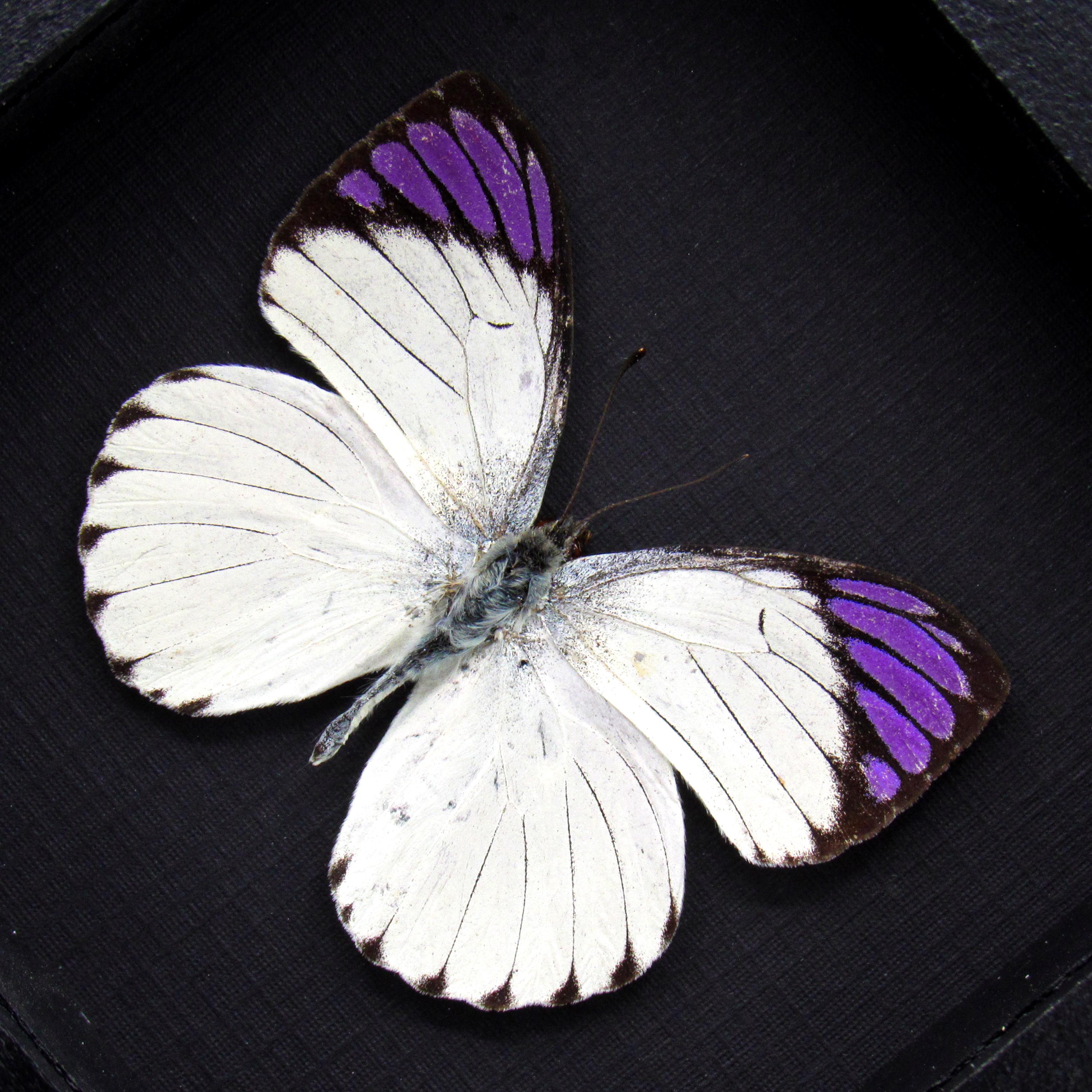 Real Purple Tip Butterfly Framed Taxidermy - Colotis Regina - 2 - Etsy