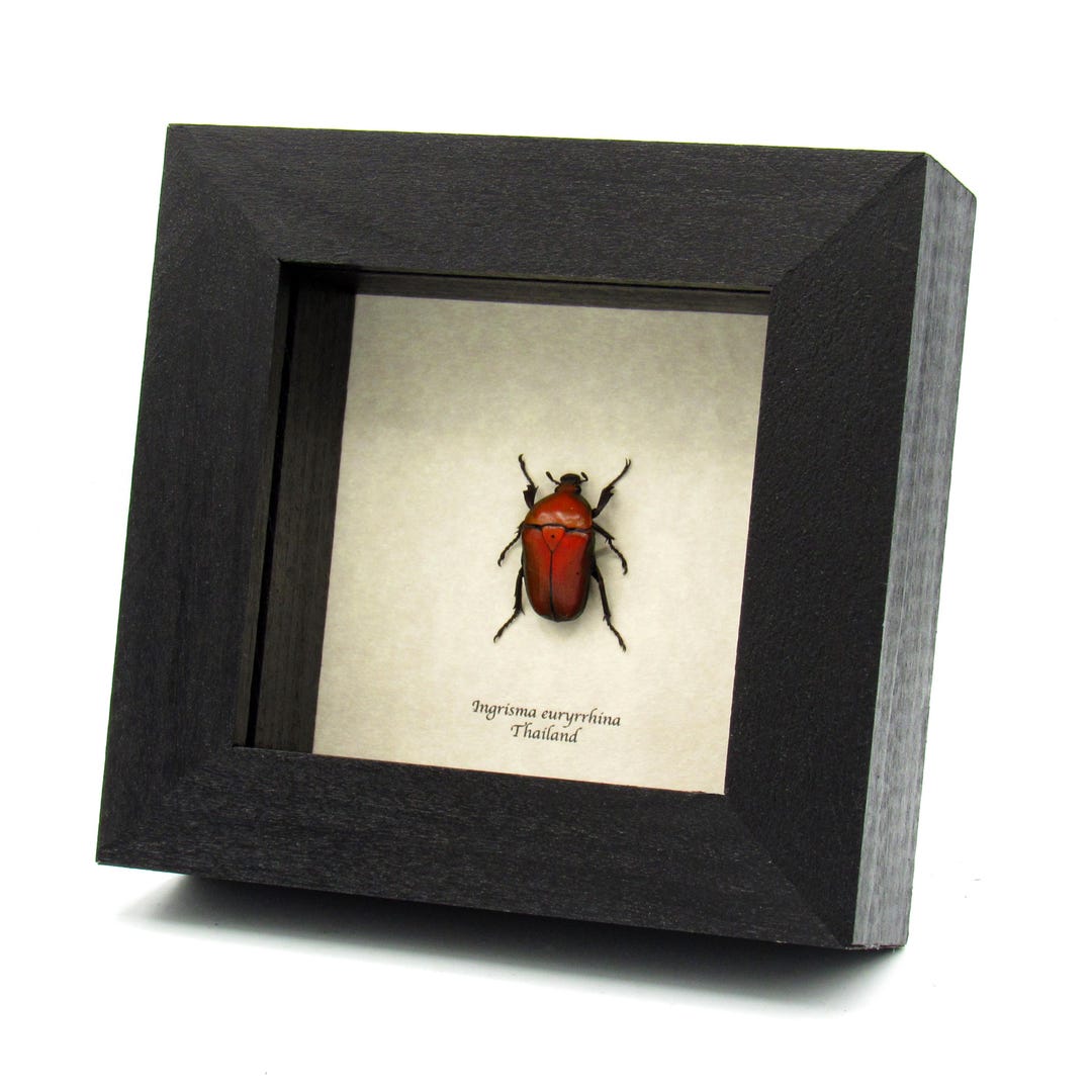 Real Metallic Red Scarab Beetle Framed Taxidermy - Ingrisma Euryrrhina ...