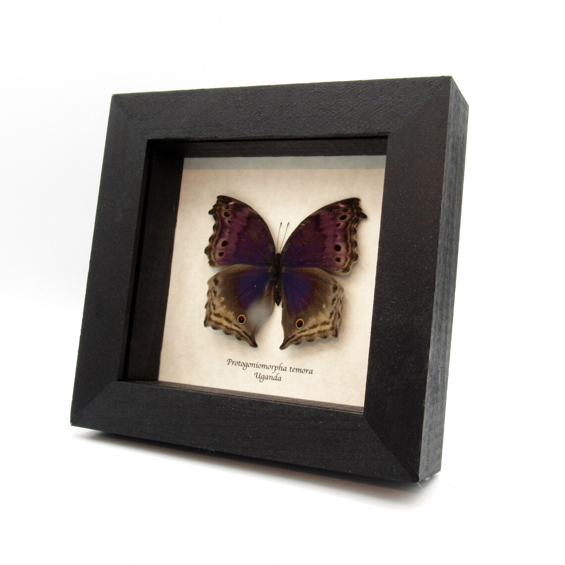 Real Blue Mother of Pearl Butterfly Framed Taxidermy - Protogoniomorpha ...
