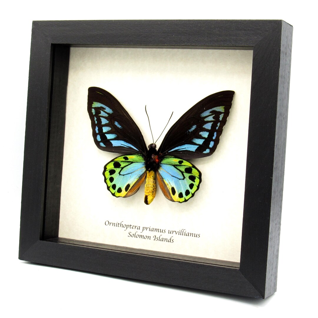Rare GIANT Blue Birdwing Butterfly Framed Taxidermy Ornithoptera ...