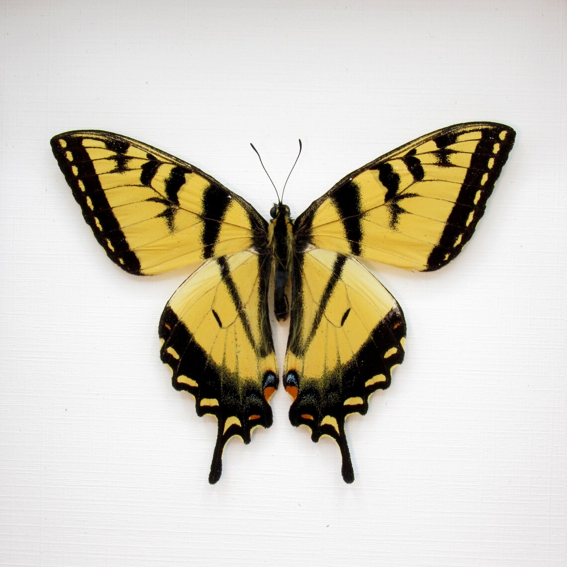 Real Canadian Tiger Swallowtail Framed Taxidermy Papilio - Etsy