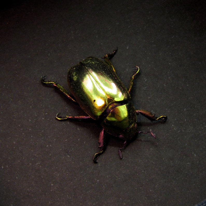 Real Gold Metallic Jewel Beetle Chrysina Resplendens - Etsy