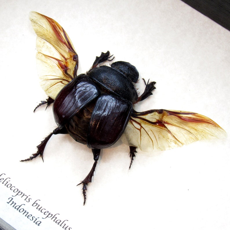 Real XL Dung Beetle Framed Taxidermy Heliocopris Bucephalus - Etsy