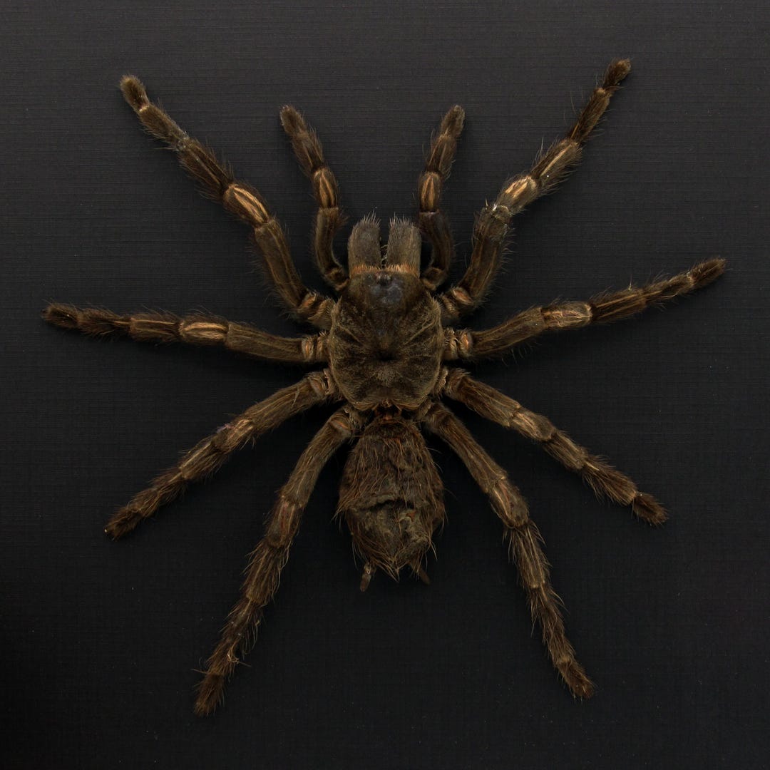 Real XL Brazilian Orange Banded Tarantula Framed Taxidermy ...