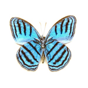 Rare Metallic Blue Framed Taxidermy Butterfly - Euptychia Cephus - Etsy