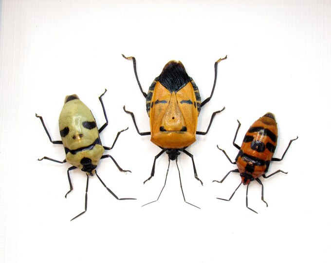 Real Bugs With Human Faces Dancing : | Etsy