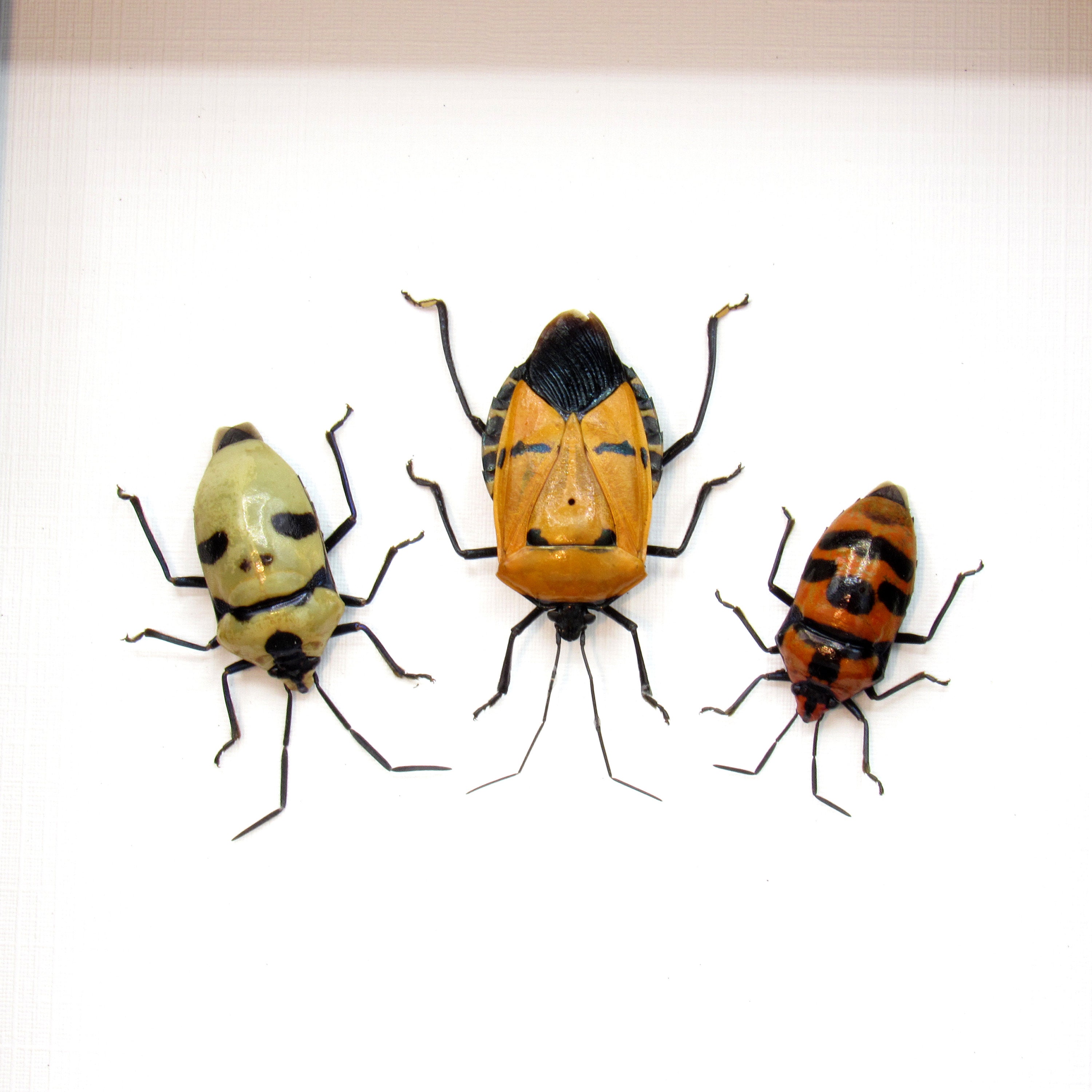 Real Bugs With Human Faces Dancing : | Etsy UK