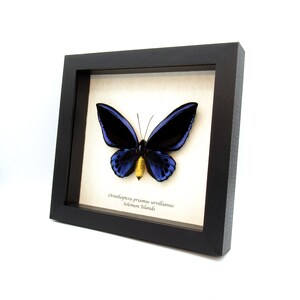 Rare XL Blue Birdwing Butterfly Framed Taxidermy Ornithoptera Priamus ...
