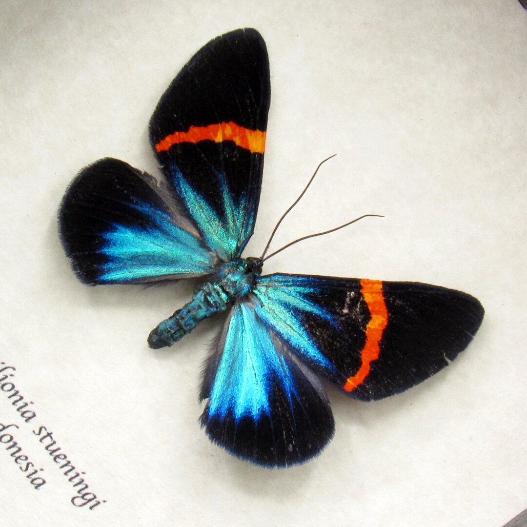 Real Metallic Blue Moth Framed Taxidermy - Milionia Stueningi - Etsy