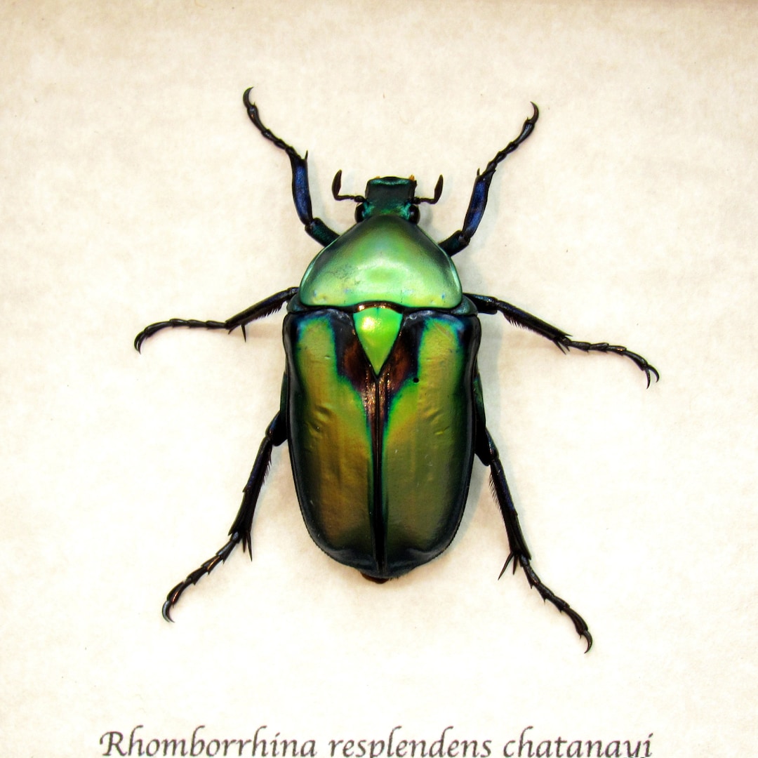 Real Metallic Scarab Beetle Framed Taxidermy Rhomborrhina - Etsy