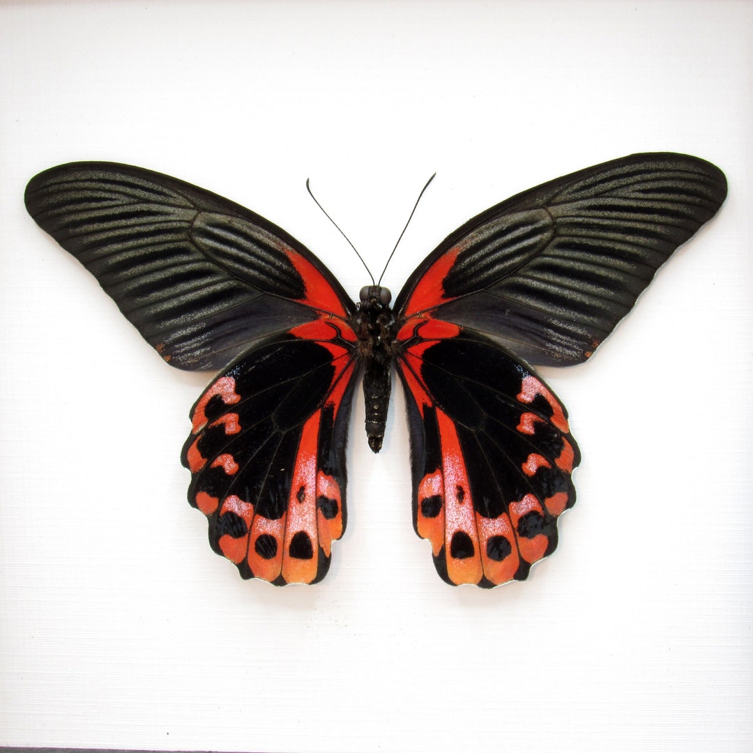 Large Scarlet Mormon Red Swallowtail Butterfly Framed Papilio ...