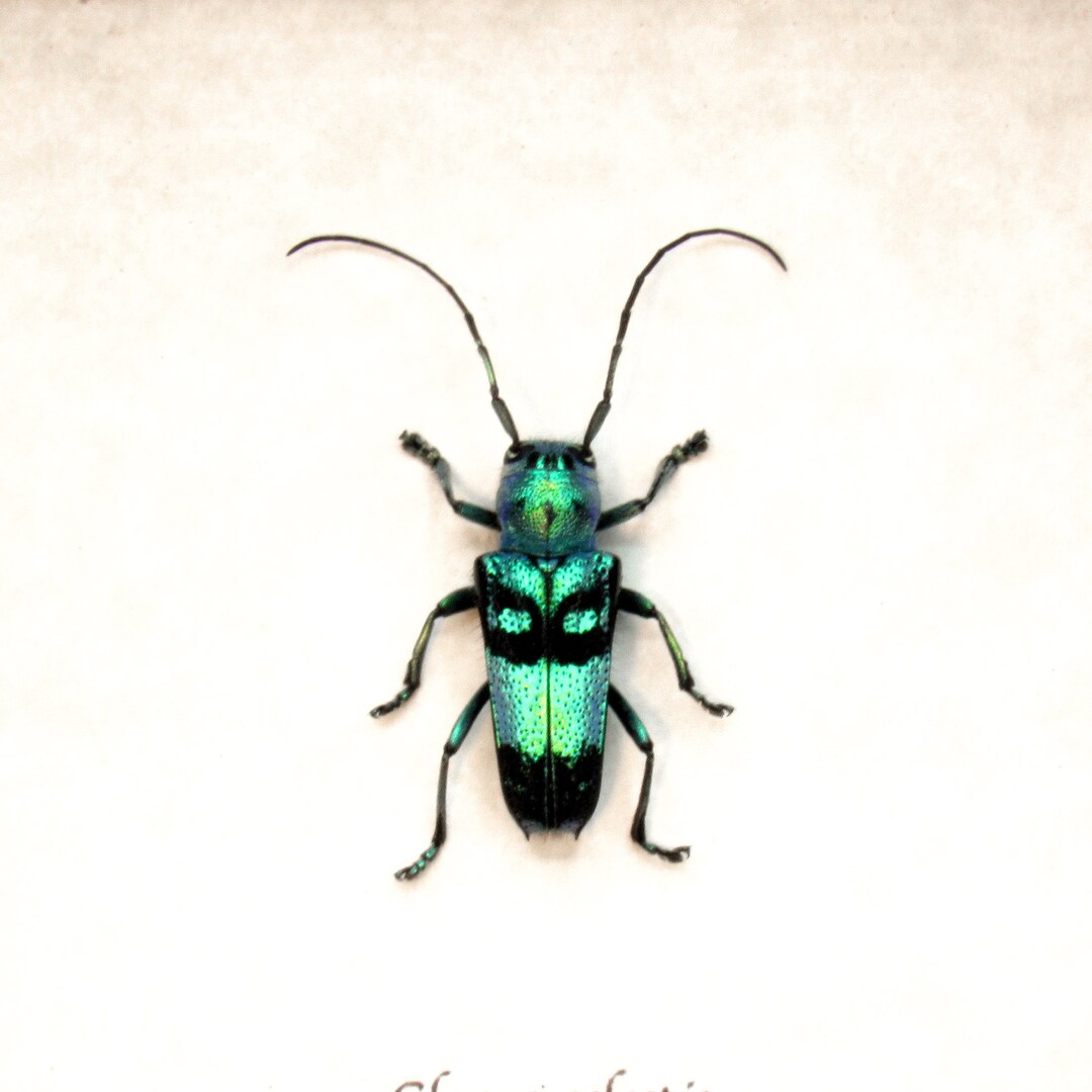 Real Metallic Blue Longhorn Beetle Framed Taxidermy - Glenea Celestis ...