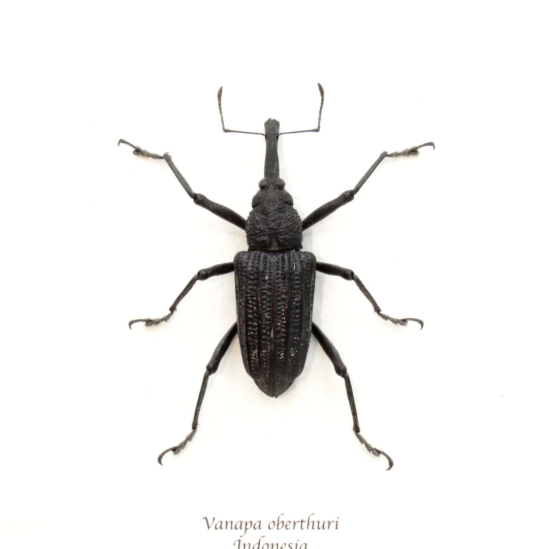 Real Large Hoop Pine Weevil Beetle Framed Taxidermy - Vanapa Oberthuri ...