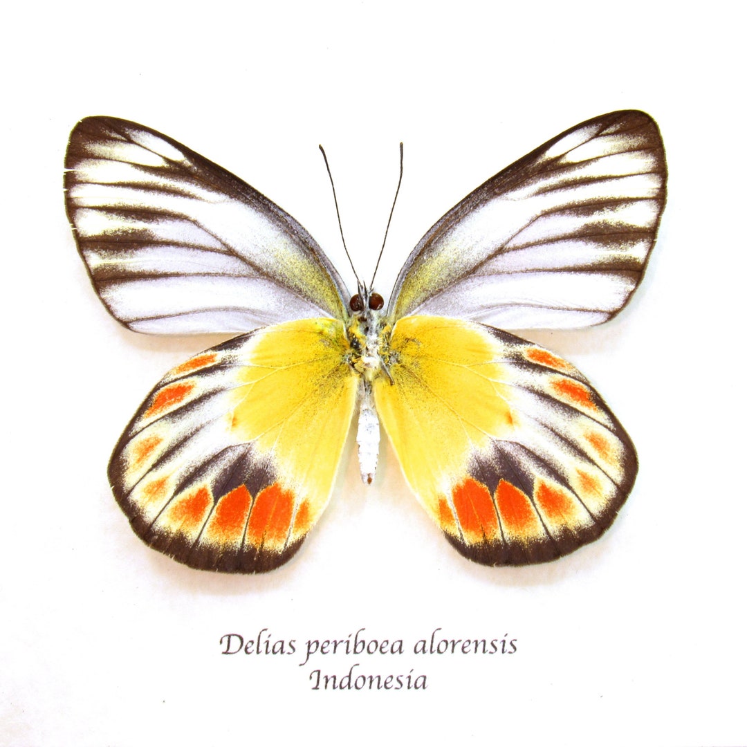 Real Delias Butterfly Framed Taxidermy - Delias Periboea Alorensis ...