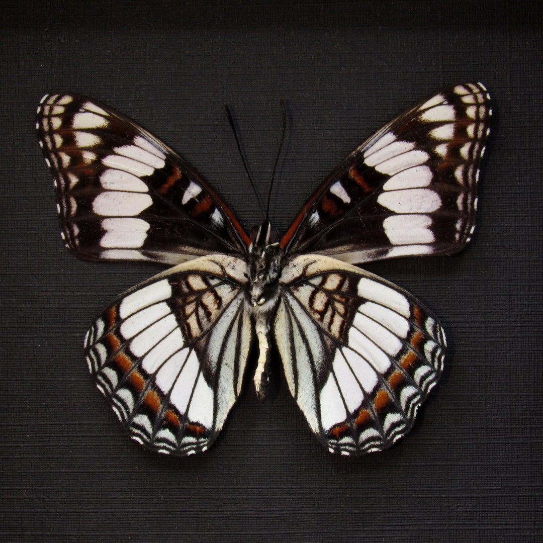Real Weidemeyer's Admiral Butterfly Framed Limenitis Weidemeyerii ...