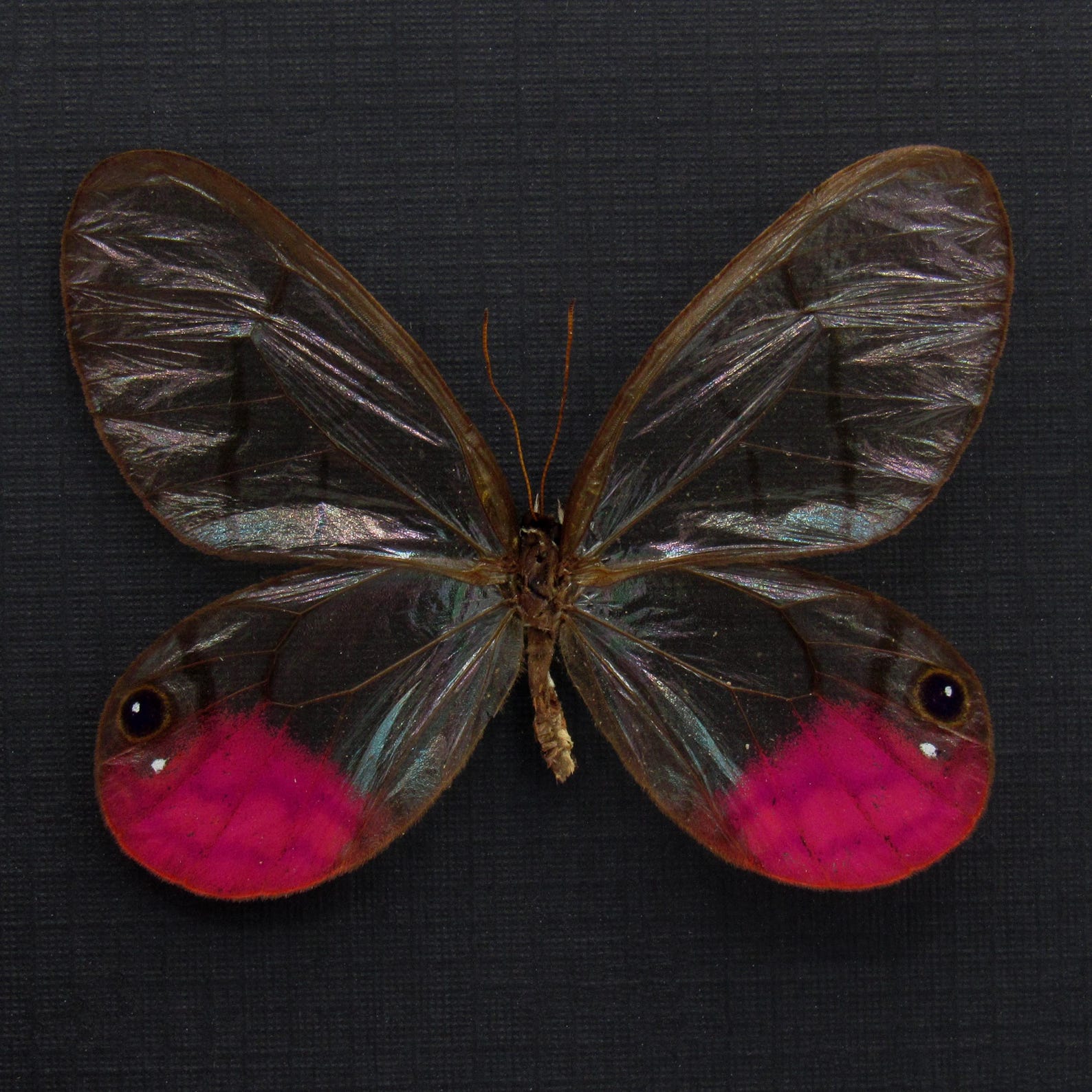 Rare Fuchsia Glasswing Butterfly Framed Taxidermy - Cithaerias Phantoma ...