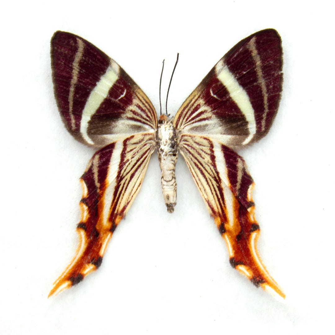 Rare Maroon Geometer Moth Framed Taxidermy - Erateina Staudingeri - Etsy