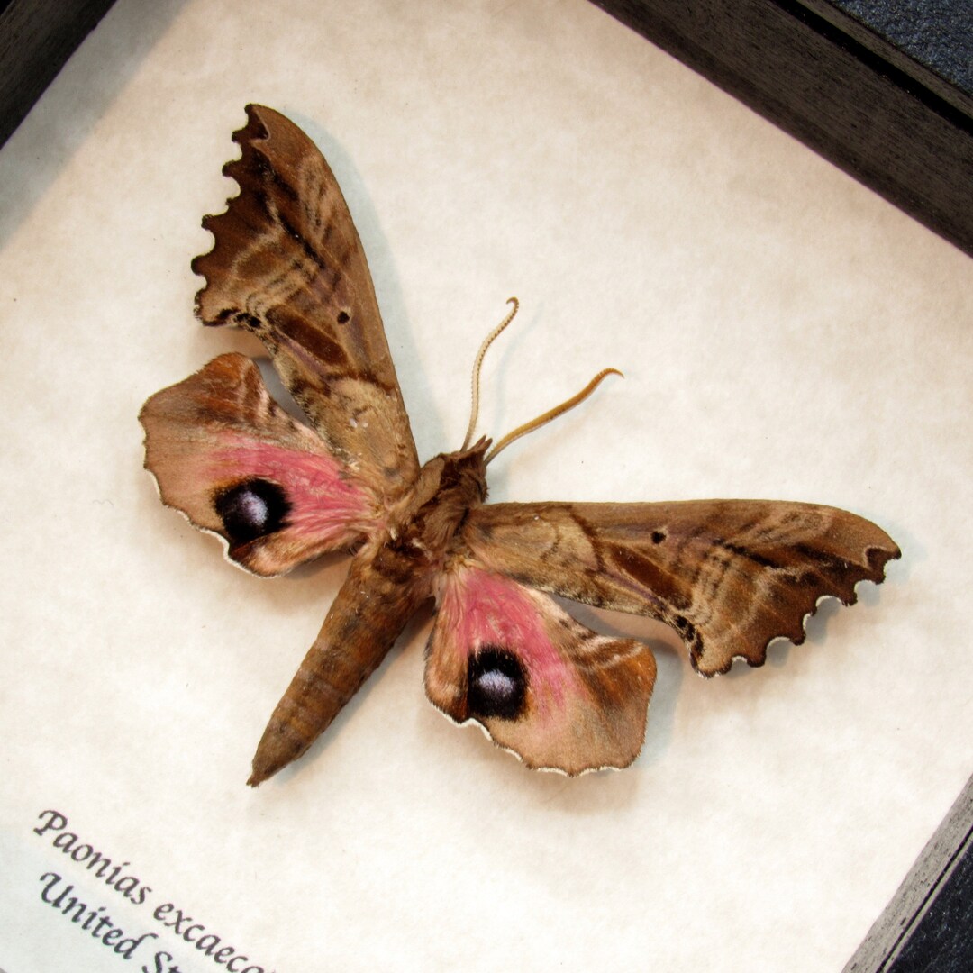 Real Pink Blinded Sphinx Moth Framed Taxidermy Paonias - Etsy
