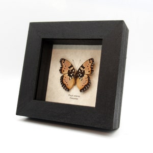 Rare Pink Form Gaudy Commodore Butterfly Framed Taxidermy - Precis ...