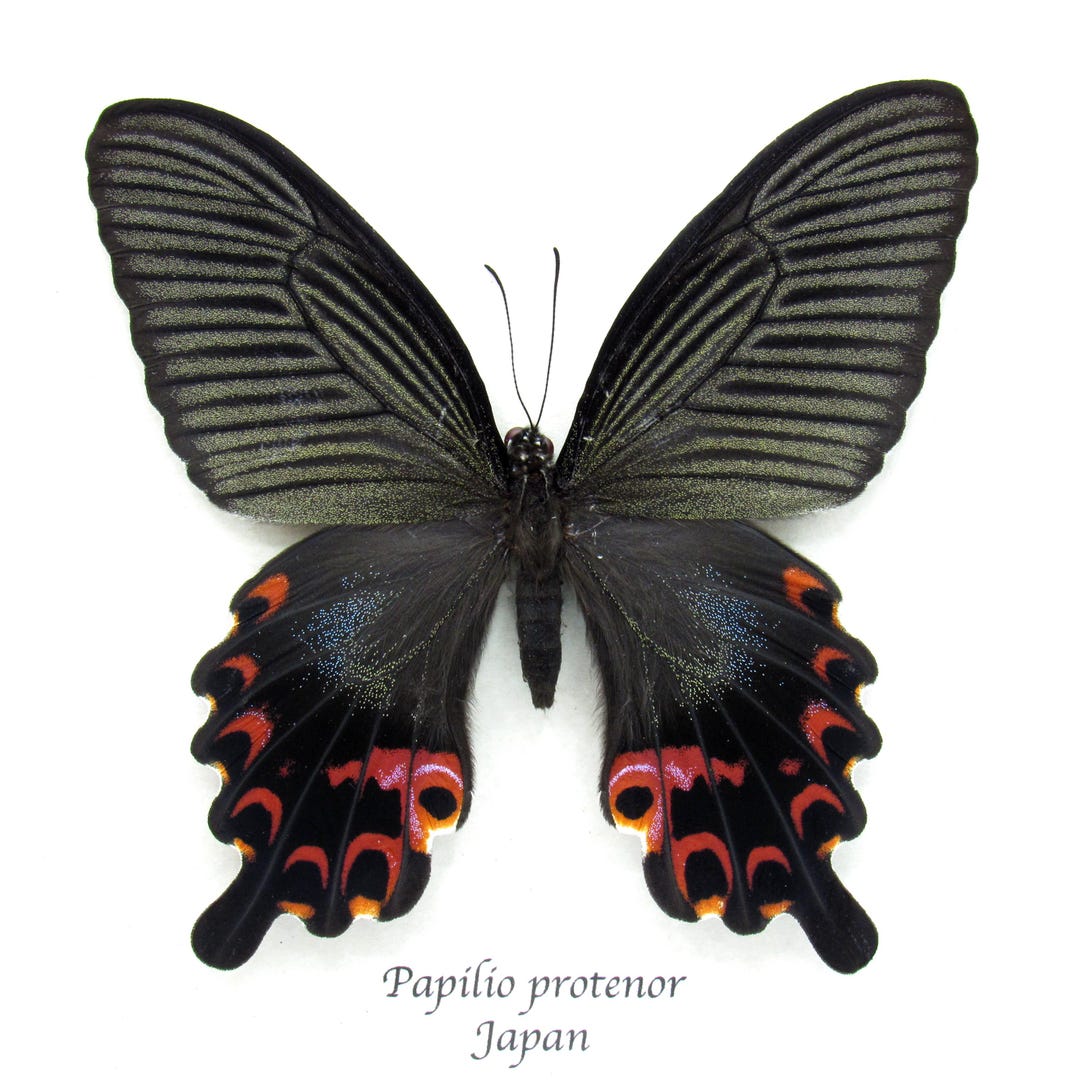 Real Black Spangle Swallowtail Butterfly Framed Taxidermy - Papilio ...