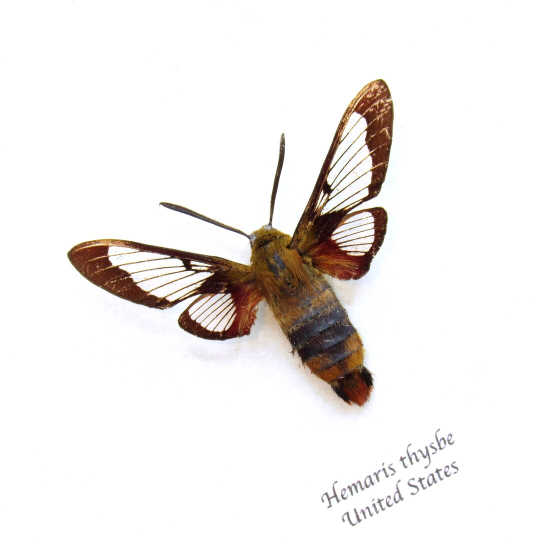 Real Furry Hummingbird Clearwing Moth Framed Taxidermy Hemaris Thysbe ...
