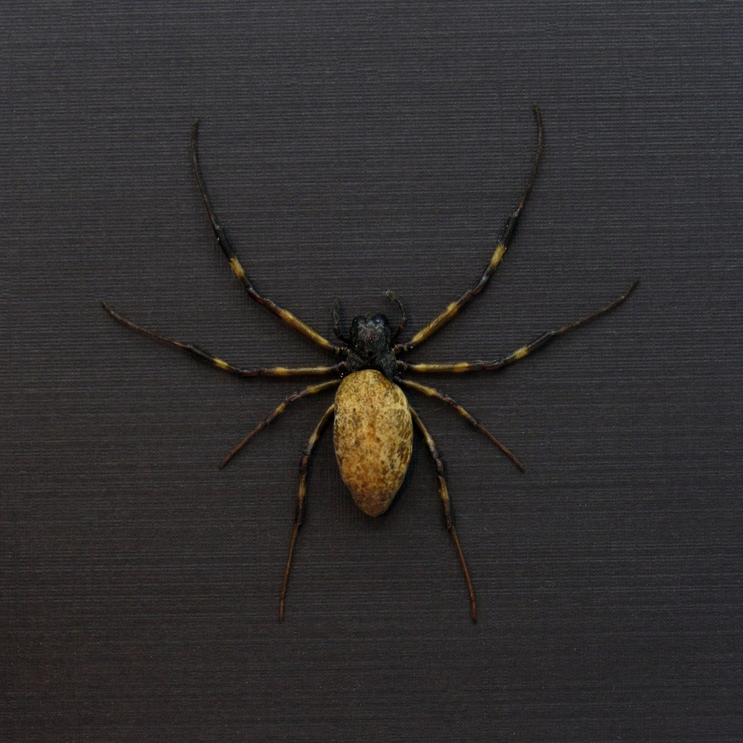 Real Asian Hermit Spider Framed Taxidermy - Nephilengys Malabarensis - Etsy