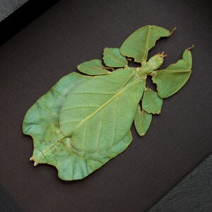 Real Green Leaf Insect Framed Taxidermy - Phyllium Pulchrifolium - Etsy