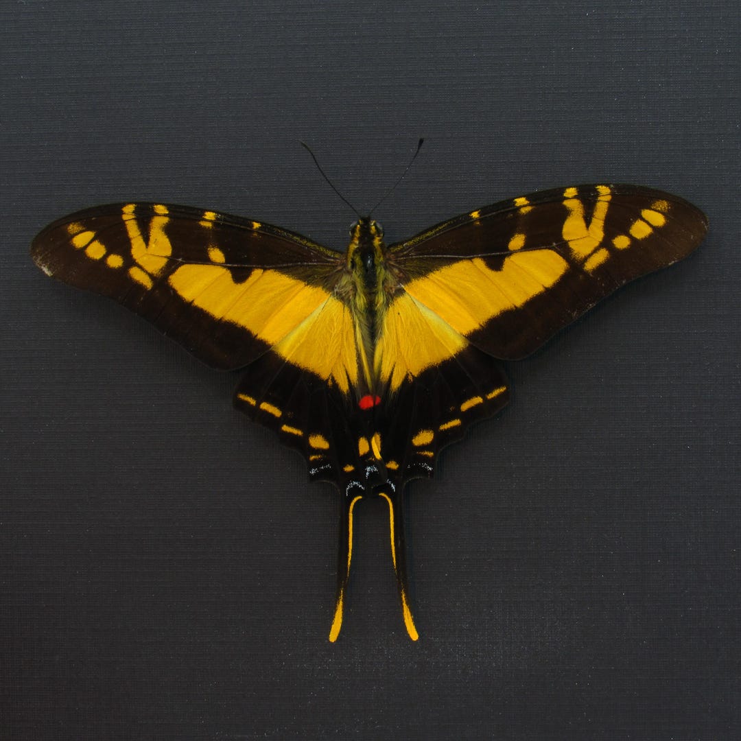 Real Yellow Kite Swallowtail Butterfly Framed Taxidermy - Eurytides ...