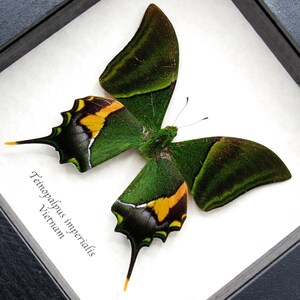Real Rare Kaiser-i-hind Swallowtail Butterfly Framed Taxidermy ...