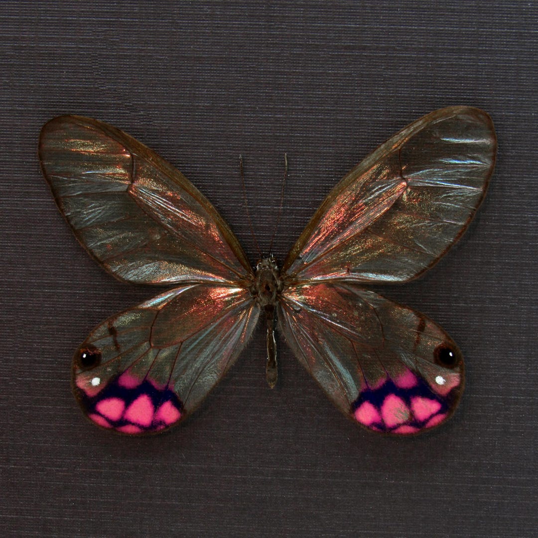 Rare Pink Female Glasswing Butterfly Framed Taxidermy - Cithaerias ...