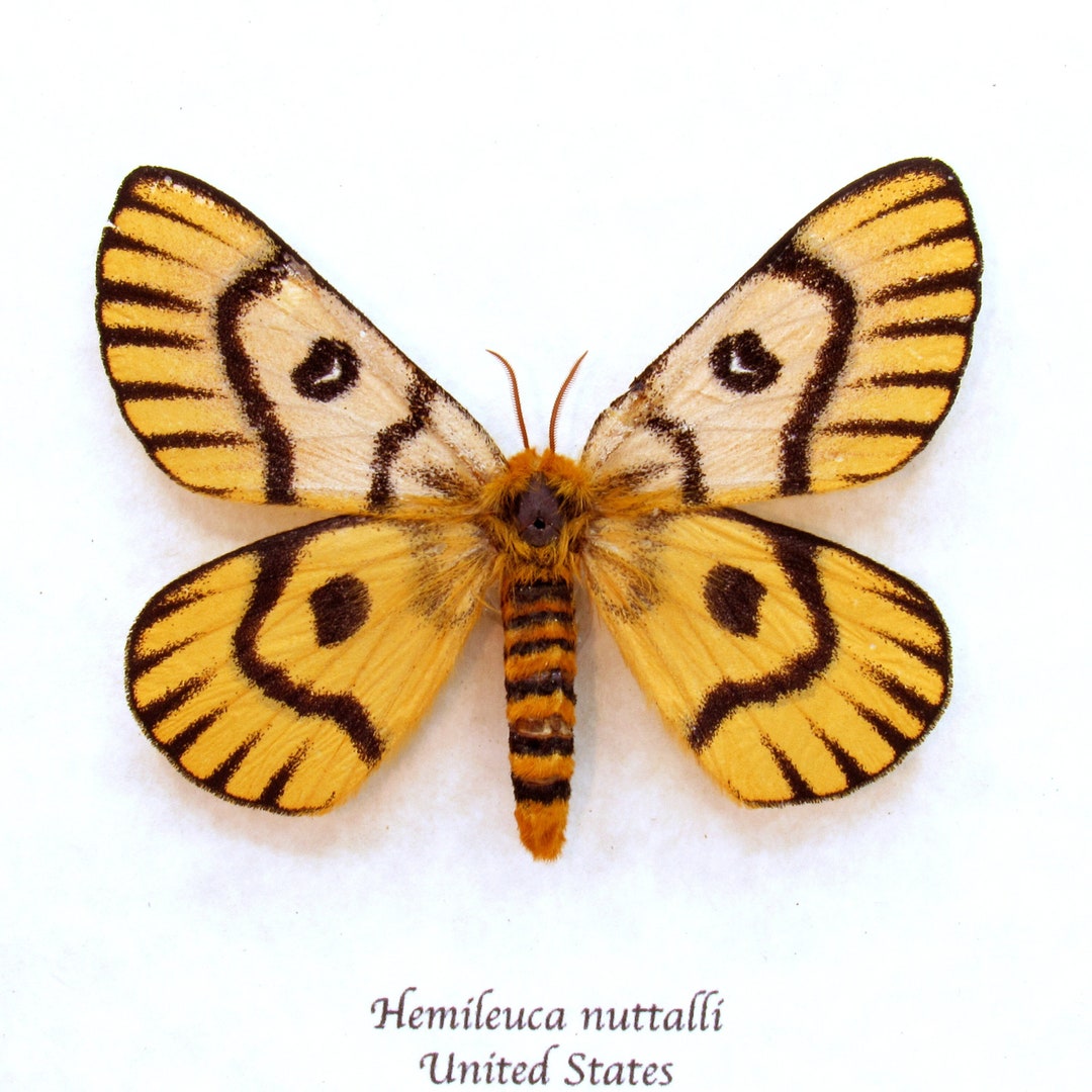 Real Rare Sheep Moth Framed Taxidermy Hemileuca Nuttalli Female - Etsy