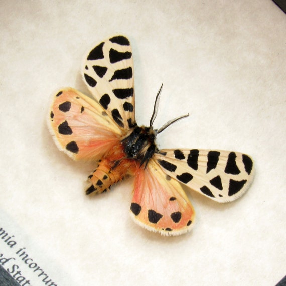 Rare Pink Tiger Moth Framed Taxidermy Grammia Incorrupta - Etsy