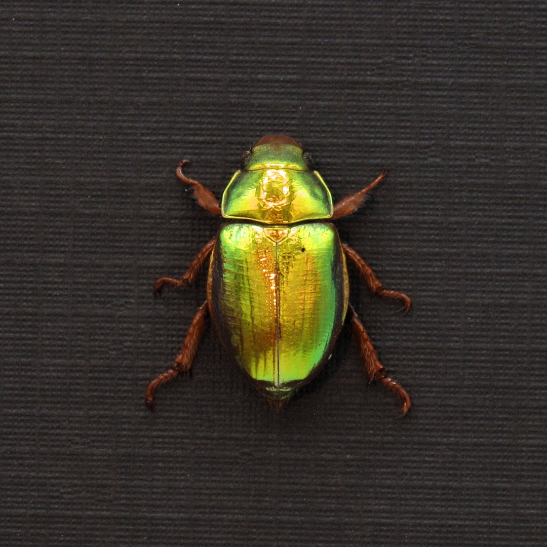 Rare Australian Gold Christmas Scarab Beetle Framed Taxidermy ...