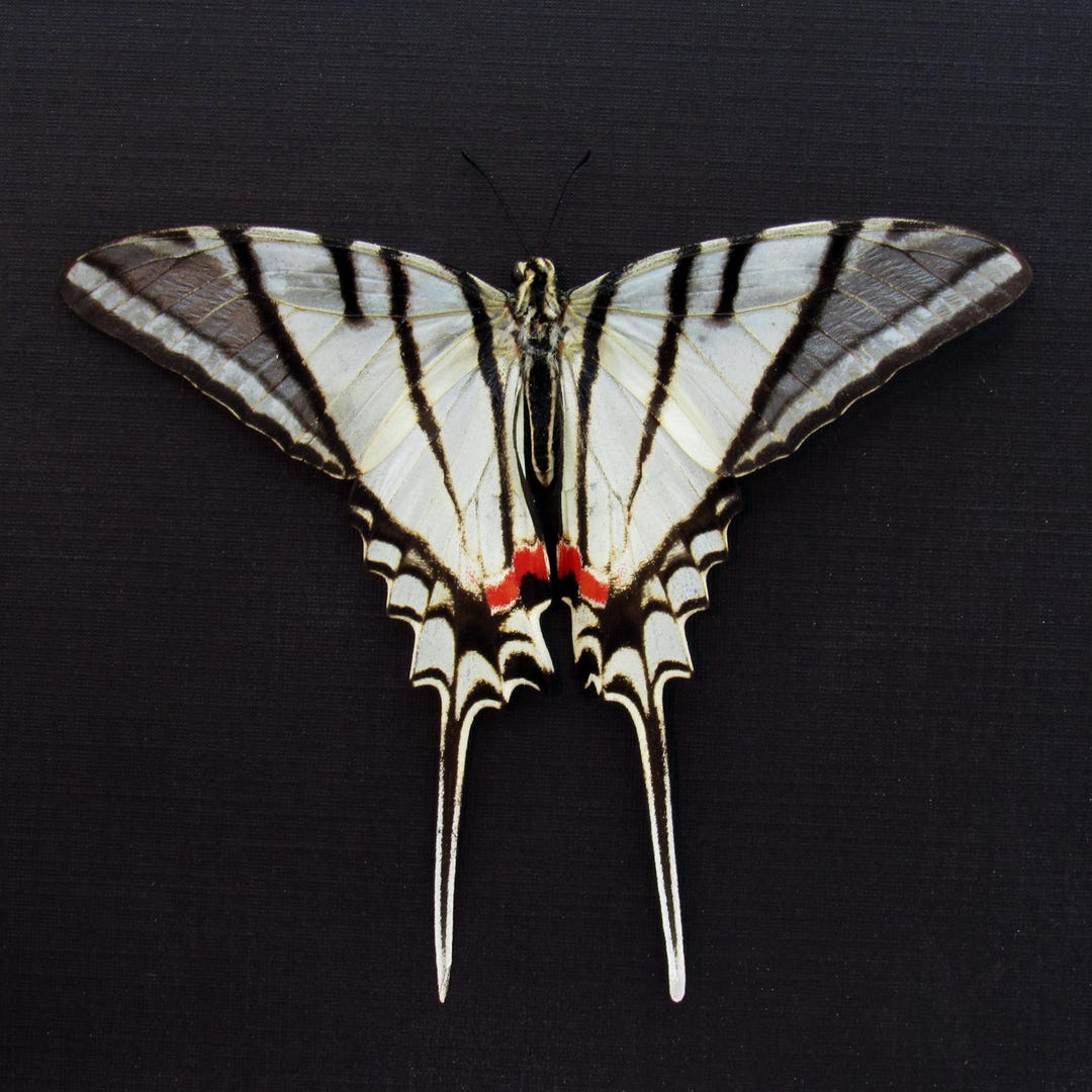 Real Mexican Kite Swallowtail Butterfly Specimen - Eurytides Epidaus ...