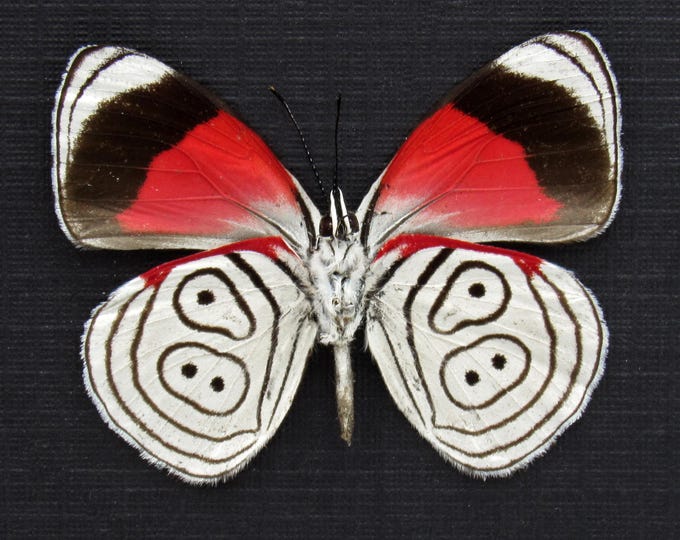 Real Eighty-eight Butterfly Framed Taxidermy - Diaethria Neglecta - Etsy