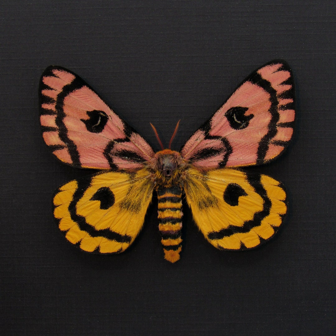 Real Rare Pink Western Sheep Moth Framed Taxidermy - Hemileuca ...