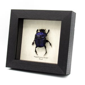 Rare Giant Purple Scarab Beetle Framed Taxidermy - Megaphanaeus ...