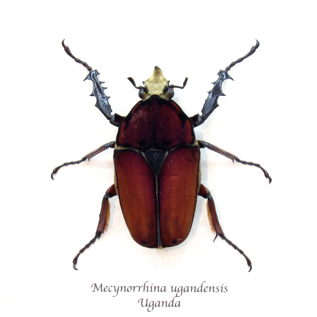 Large Scarab Beetle Framed Taxidermy - Mecynorrhina Ugandensis - Etsy