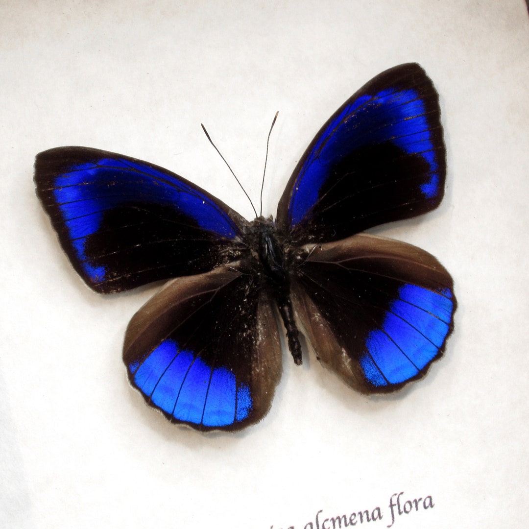 Real Metallic Blue Butterfly Framed Taxidermy Eunica Acmena Flora - Etsy