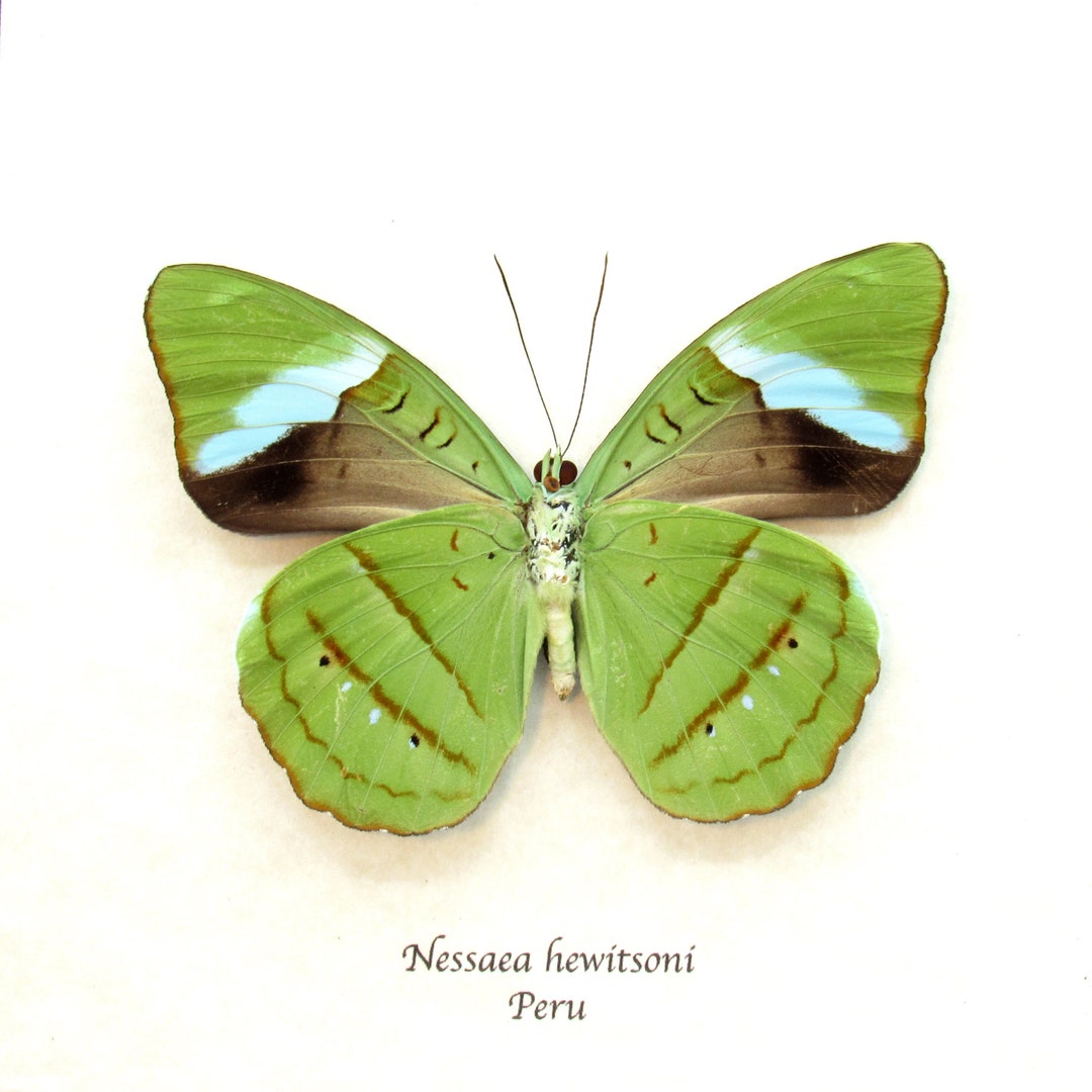 Real Green Olivewing Butterfly Framed Taxidermy - Nessaea Hewitsoni - Etsy