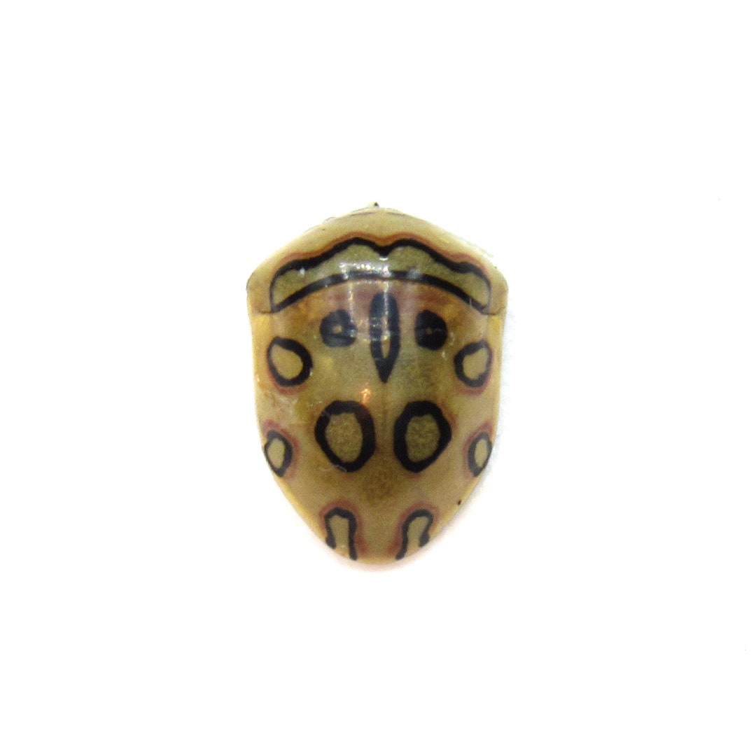 Rare Picasso Bug Framed Taxidermy Sphaerocoris Annulus - Etsy