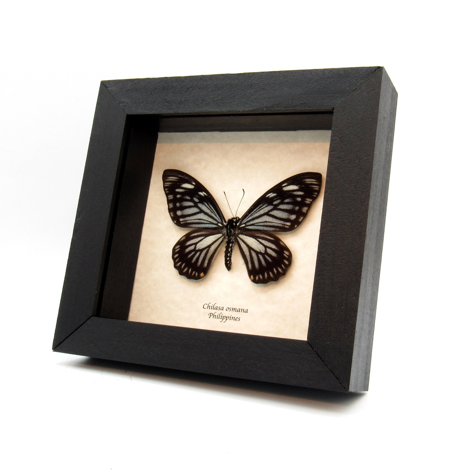 Real Mime Butterfly Framed Taxidermy - Chilasa Osmana - Etsy