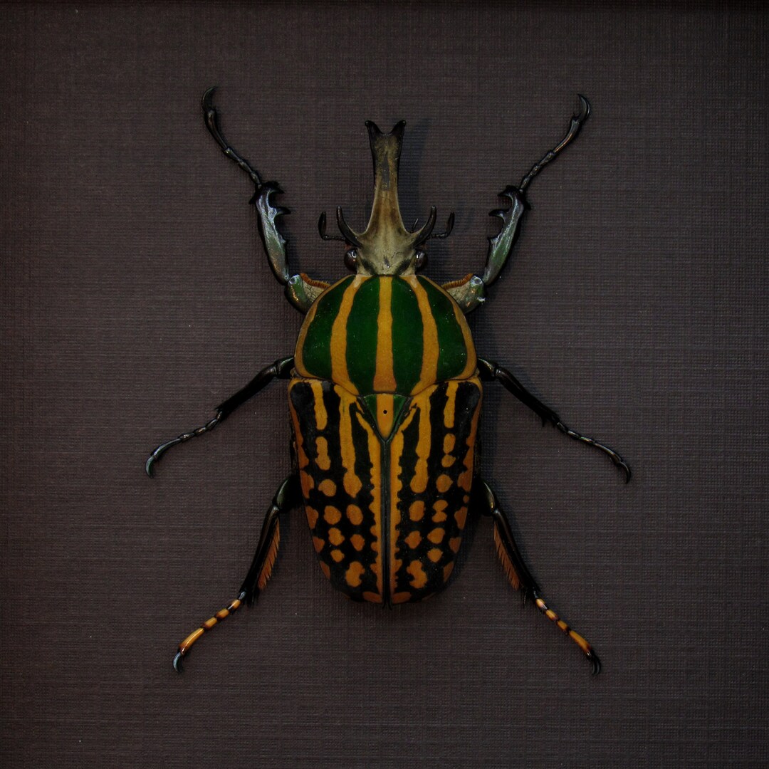 Real Large Scarab Beetle Framed Taxidermy - Chelorrhina Savagei - XL - Etsy