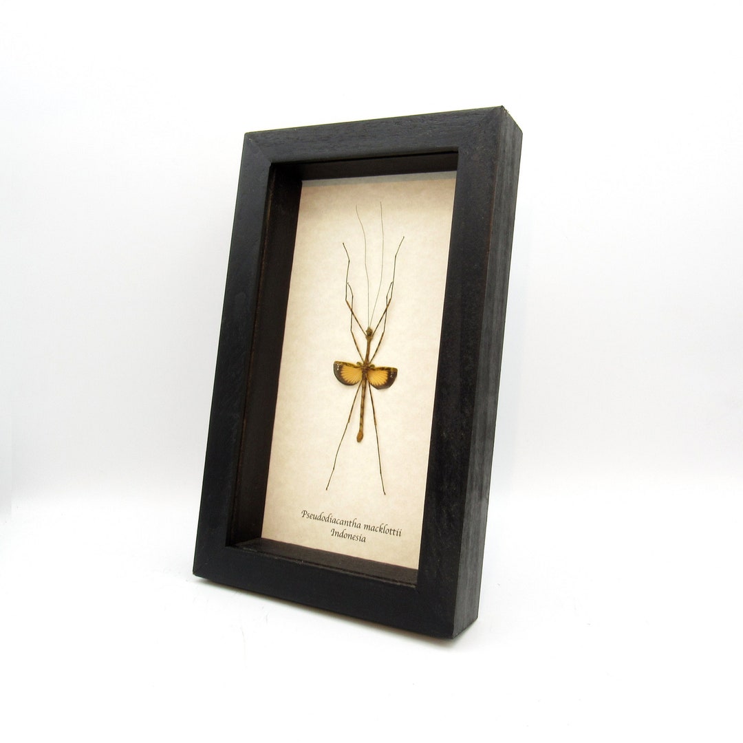 Real Javanese Lichen Stick Insect Framed Taxidermy - Pseudodiacantha Macklottii - Etsy