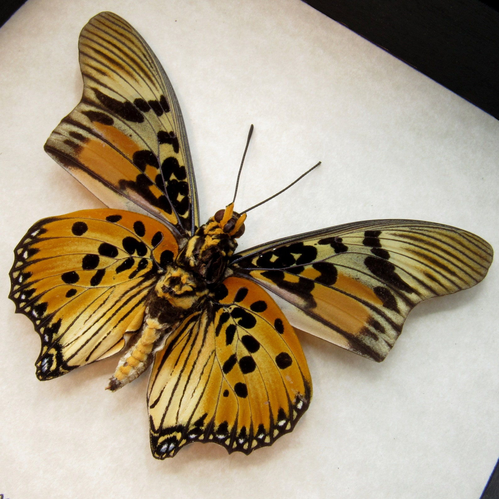 Rare Framed Taxidermy Butterfly Charaxes Acraeoides - Etsy